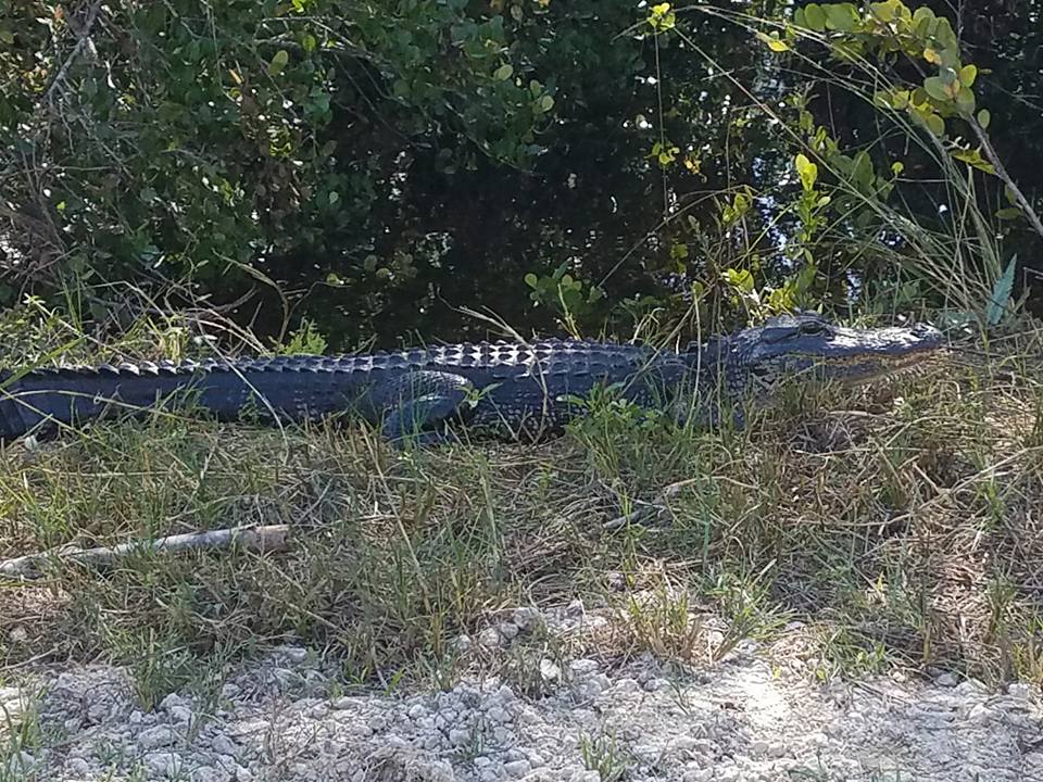 Everglades, Big Cypress Swamp and Gators !! - 1 to 3 Day Ride Write-Ups ...