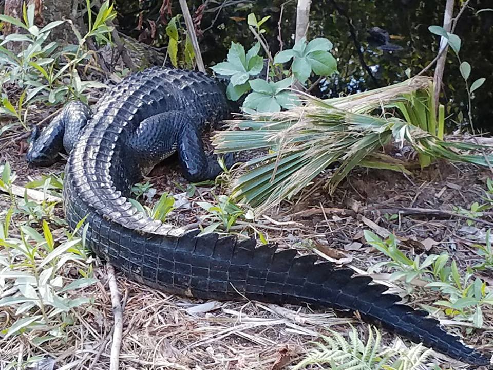 Everglades, Big Cypress Swamp and Gators !! - 1 to 3 Day Ride Write-Ups ...