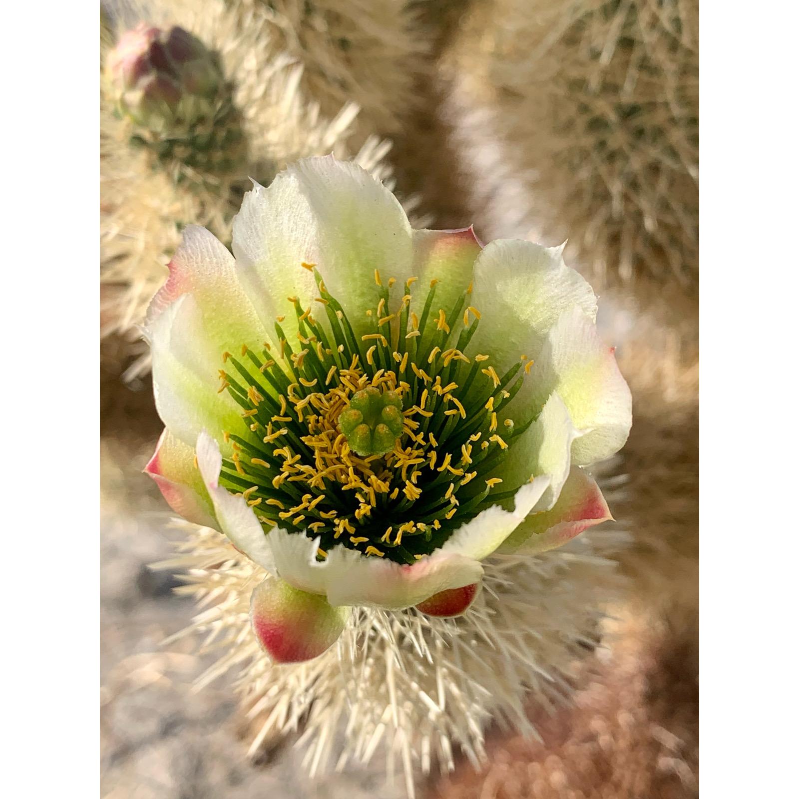 Desert Friday - Informal Local Rides & Who's Going Riding! - San Diego ...